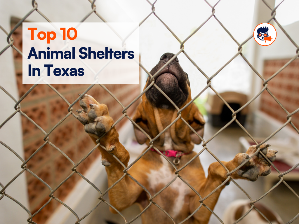10+ Animal Shelters in Texas That Will Warm Your Heart